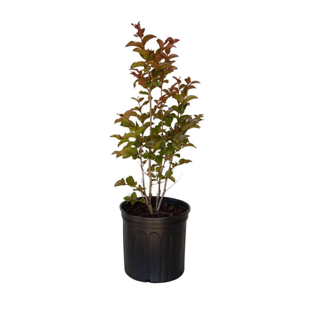 SOUTHERN LIVING 2.5 Gal. Miss Frances Crape Myrtle Tree with Red Blooms ...