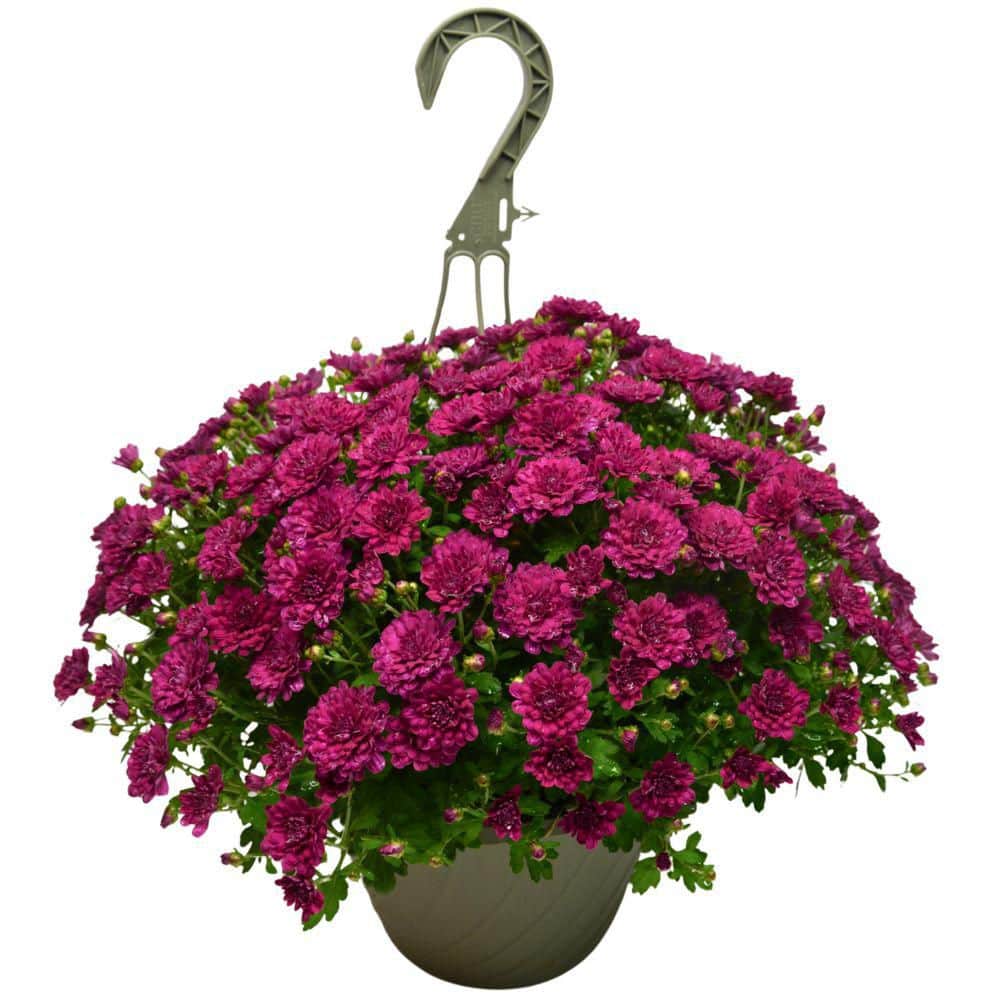 MASTERPIECE FLOWER COMPANY 1.25 gal Purple Mum Plant Hanging Basket in ...