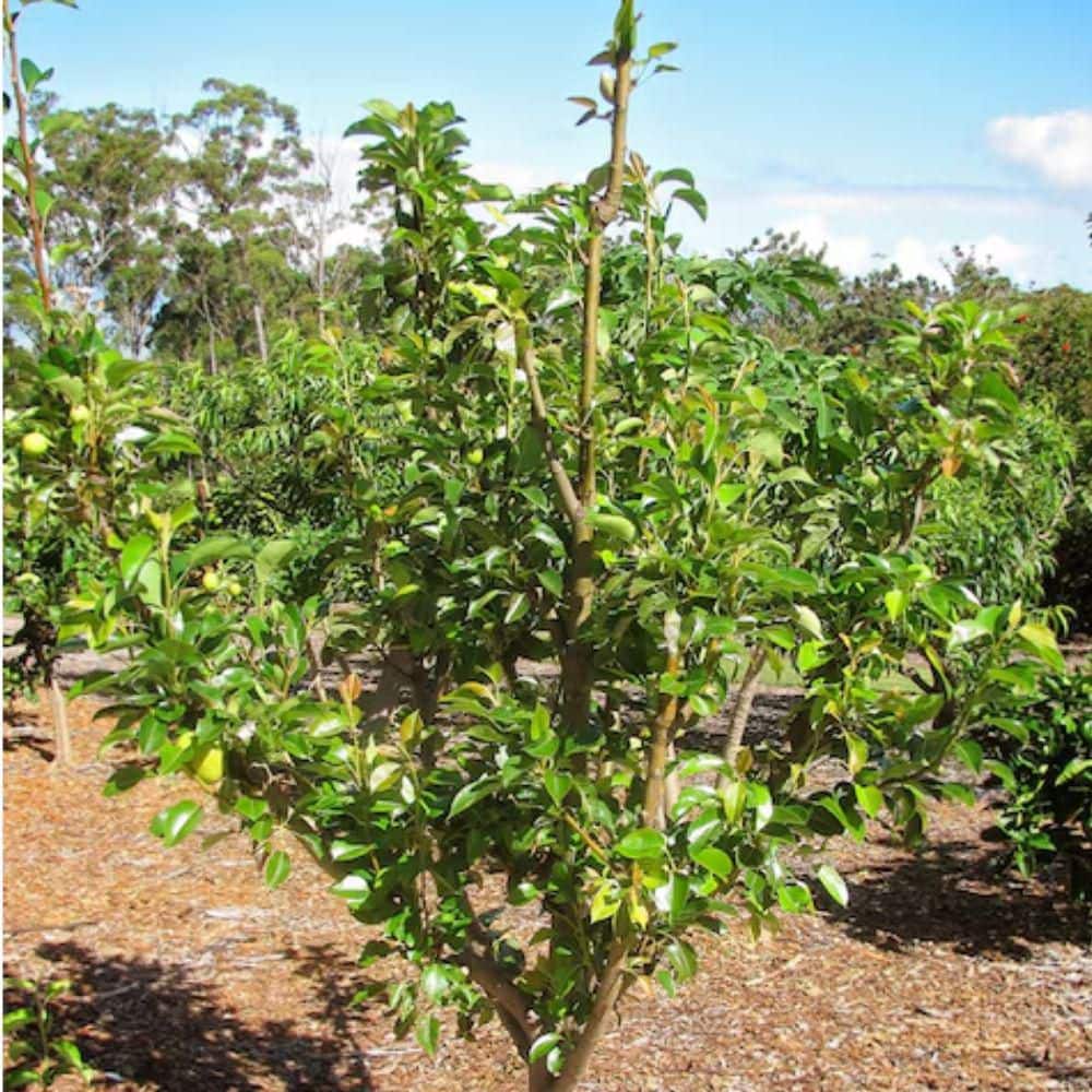 7 gal. Baldwin Pear Fruit Tree PEABAL07G - The Home Depot