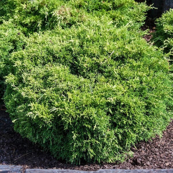 DIRECT GARDENING 3 Gal. Pot, Seagreen Spreading Juniper Potted ...
