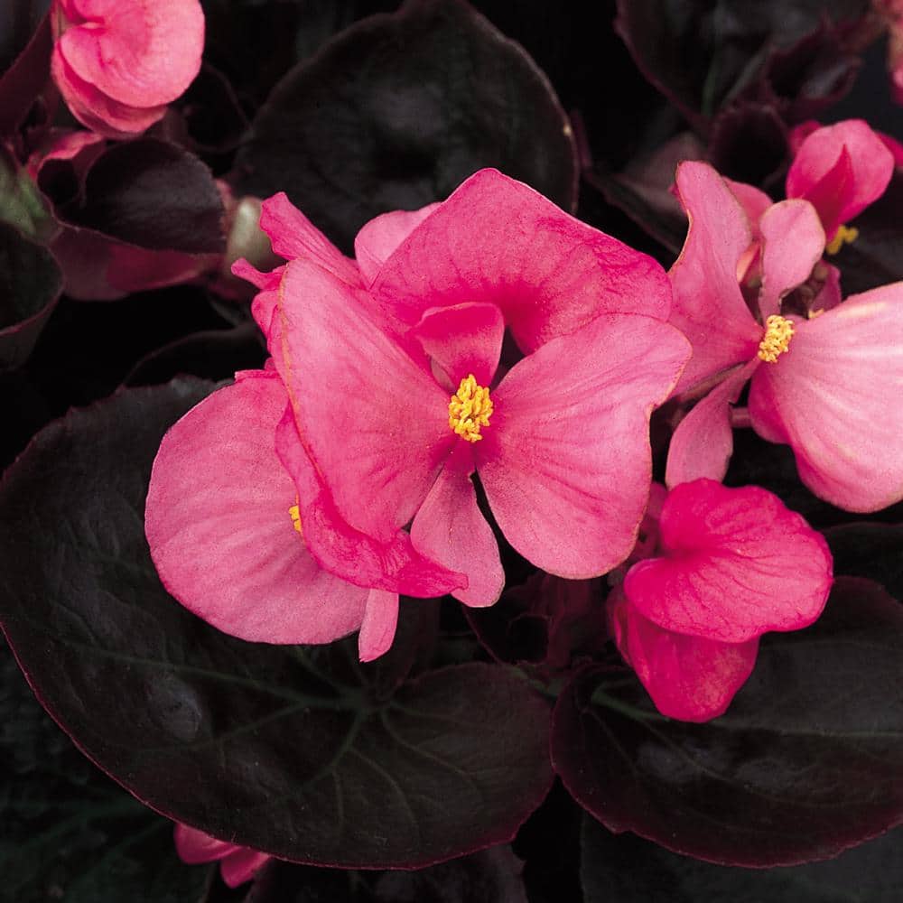 ALTMAN PLANTS #1 2.6 Qt. Rose Begonia Plant 19653 - The Home Depot