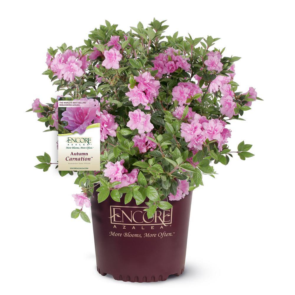 ENCORE AZALEA 2 Gal. Autumn Carnation Shrub with Semi Double Pink ...