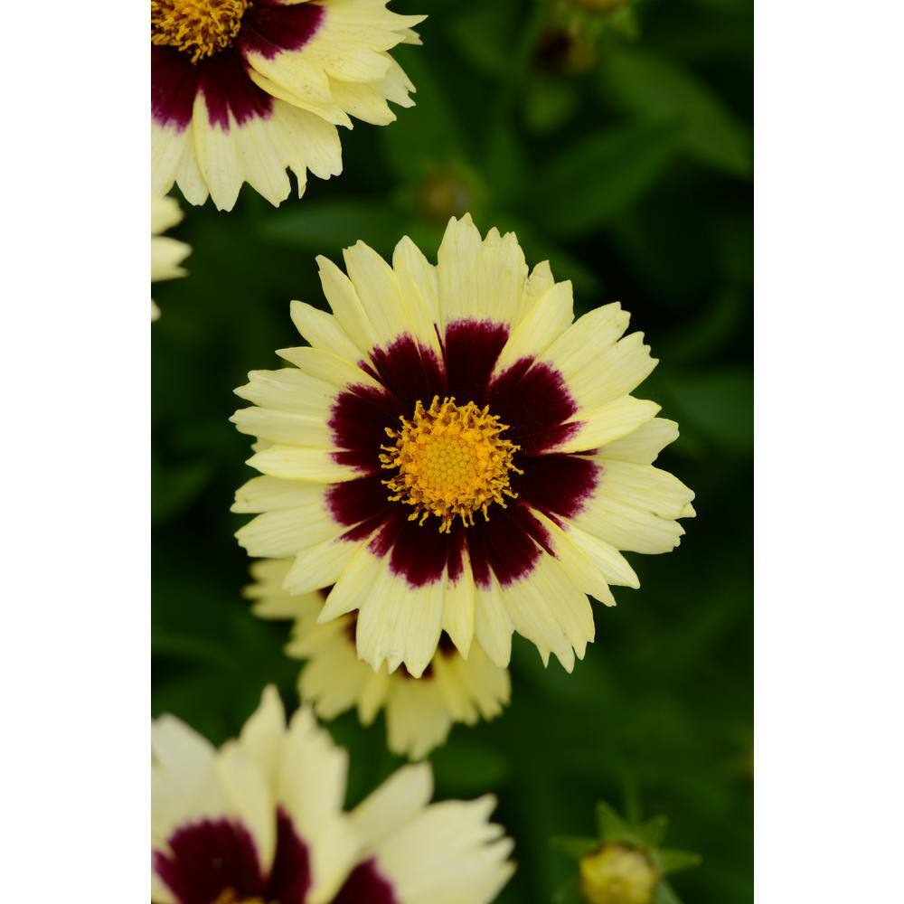 national PLANT NETWORK 3 in. Uptick Cream and Red Bloom Coreopsis Plant ...