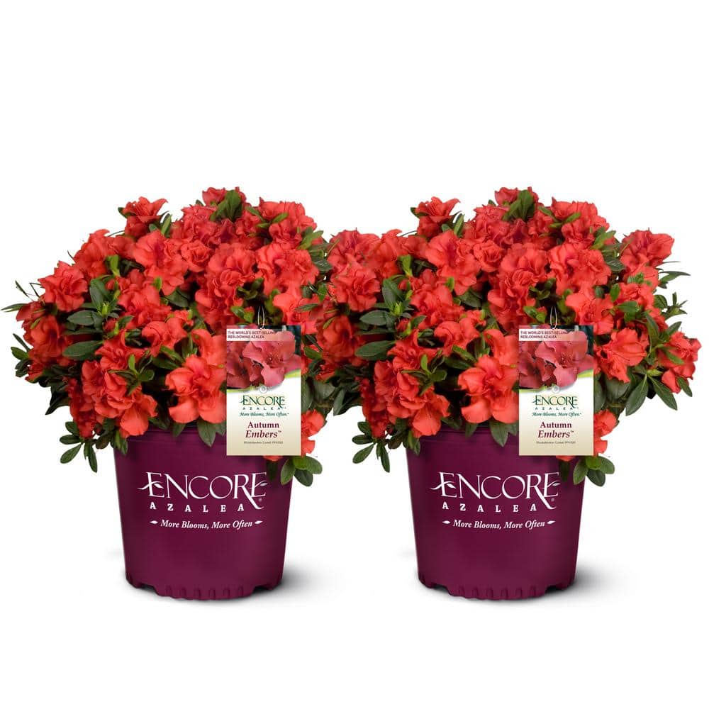 ENCORE AZALEA 1 Gal. Autumn Embers Azalea Shrub with Red Flowers (2 ...