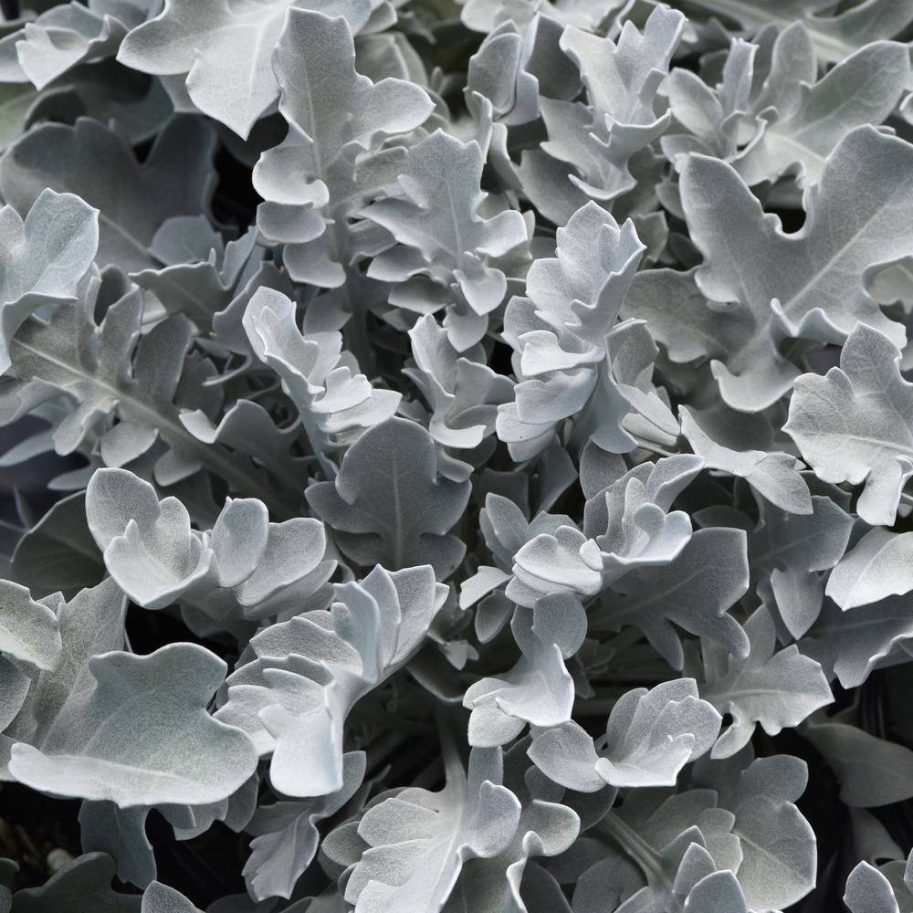 national PLANT NETWORK 3.25 in. Dusty Miller Silver Swirl Senecio ...