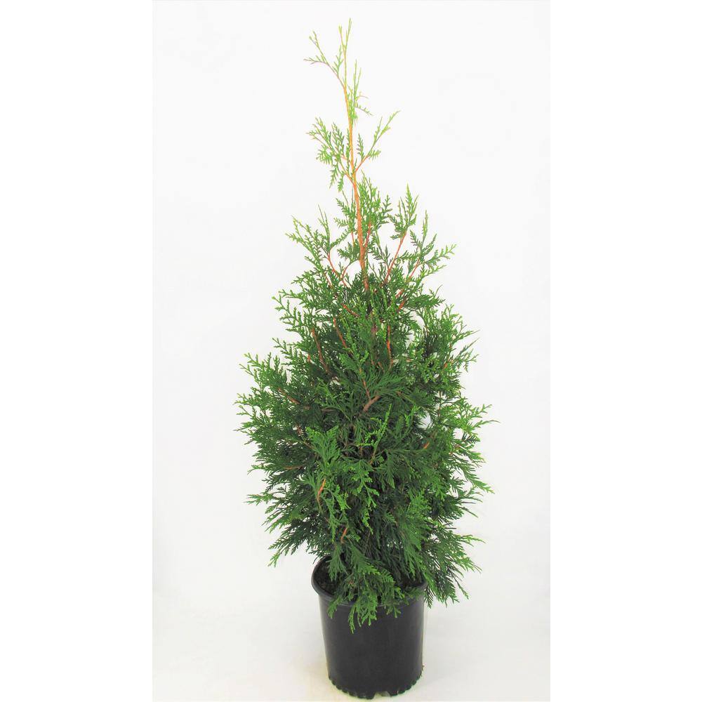 BELL NURSERY 3 Gal. Green Giant Arborvitae (Thuja) Live Evergreen Shrub ...