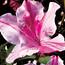 ENCORE AZALEA 3 Gal. Autumn Cheer Shrub with Petite Light Pink ...
