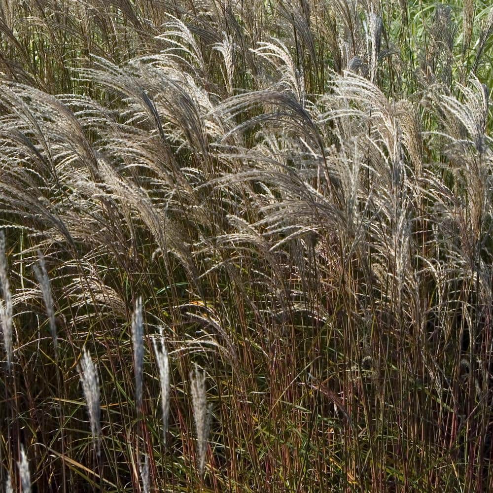 national PLANT NETWORK 1 gal. Adagio Grass HD2191 - The Home Depot