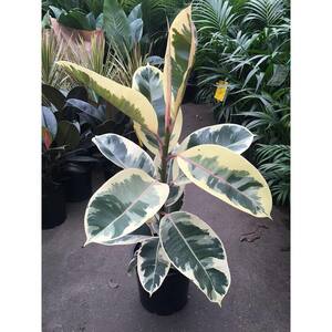 Wekiva Foliage Ficus Tineke-Live Plant in a 10 in. Pot-Ficus Elastica ...