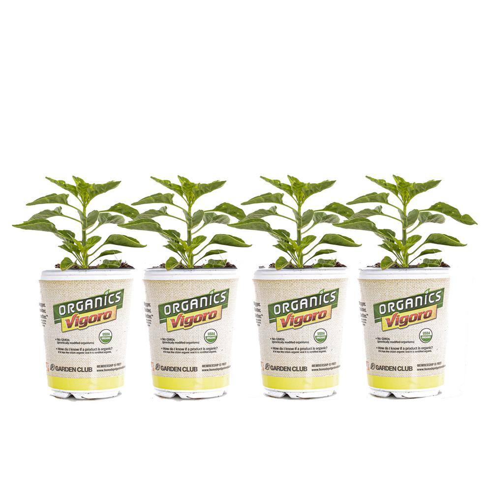 Vigoro 1 qt. Organic Green Pepper Plant (4-Pack) 748179531122 - The ...