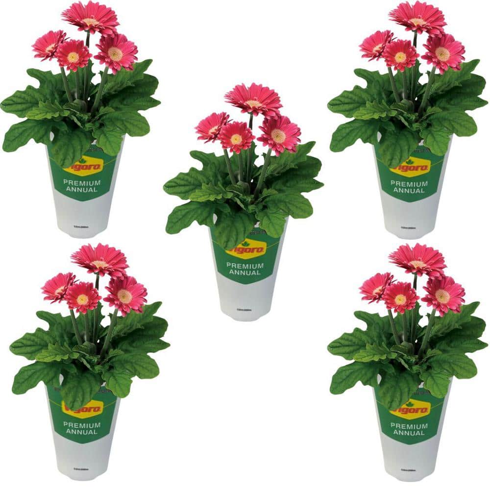 Vigoro 1 qt. Gerbera Daisy Annual Plant with Pink Flowers (5-Pack ...
