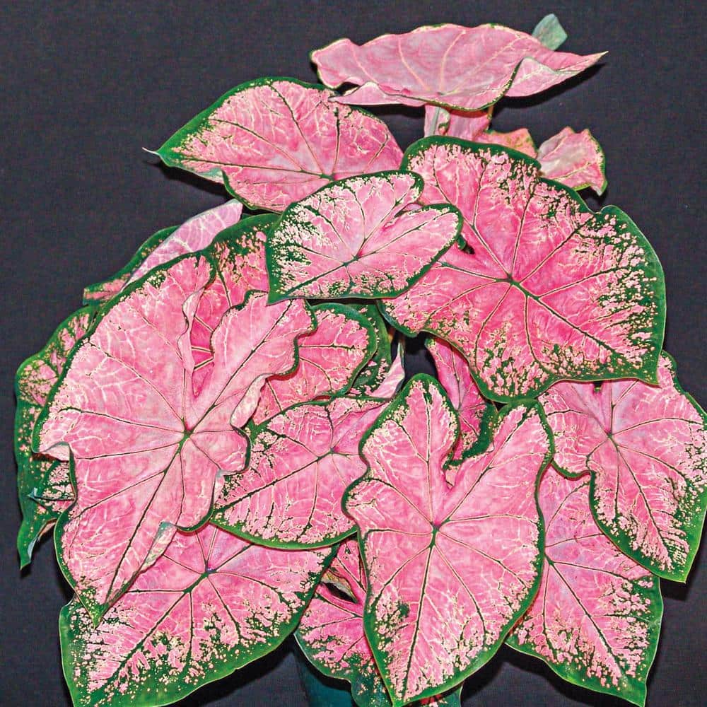 Spring Hill Nurseries Festiva Fancy Leaf Pink Caladium Dormant Bulbs (2 ...