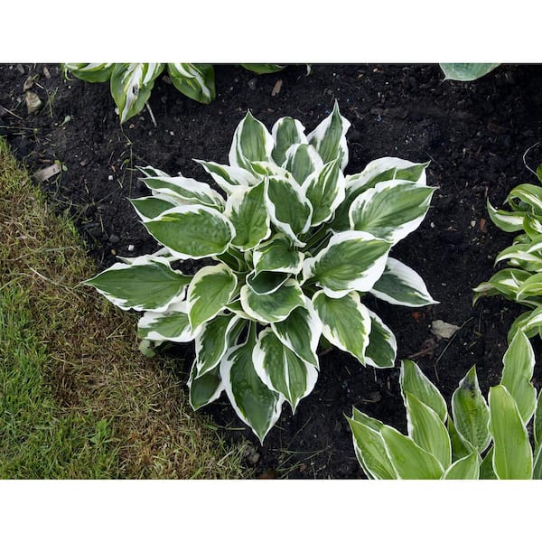 Patriot Hosta