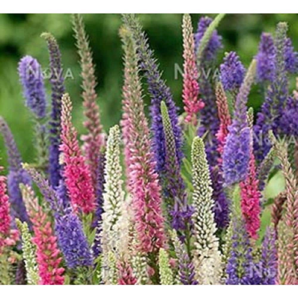 Pure Beauty Farms 2.5 Qt. Veronica Vernique Plant in 6.3 in. Gower's ...