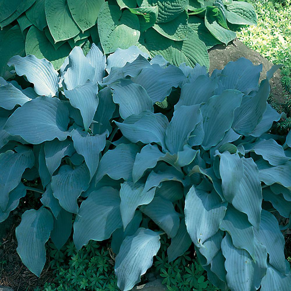 1 Gal. Proven Winners Shadowland Wheee Hosta Plant 1005091471 - The ...