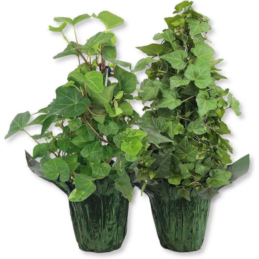 Wekiva Foliage English Ivy Tree in Festive Holiday Cover 2-Pack-2 Live ...
