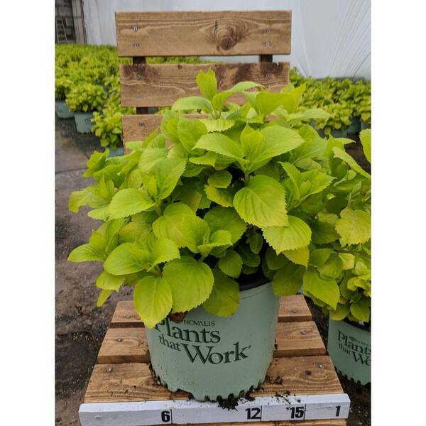 Plants That Work Hydrangea Shrub (Macrophylla) Lemon Daddy 17759 - The ...